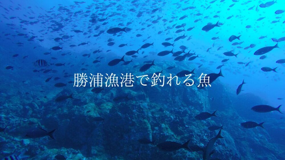 [2026年最新版] 勝浦漁港釣り場ガイド｜禁止エリア・時間制限の実態と周辺おすすめ釣り場